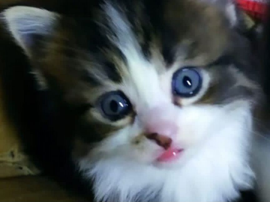 Котенок девочка в добрые руки