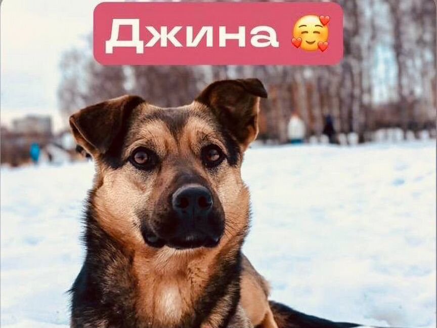 Миниатюрная Джина ищет дом