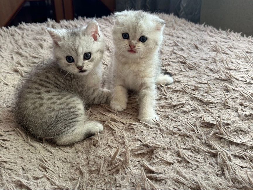 Шотландская серебристая шиншилла