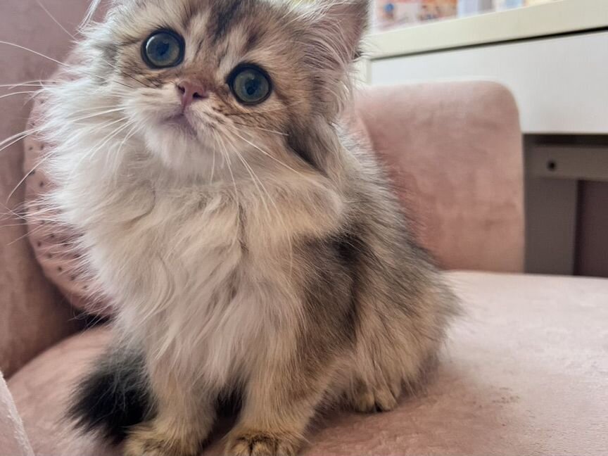 Британские котята золотая шиншилла