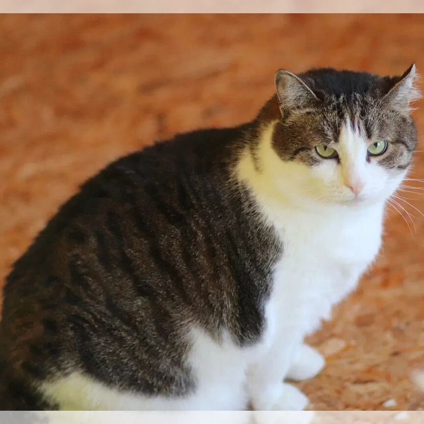 Взрослый кот в добрые руки