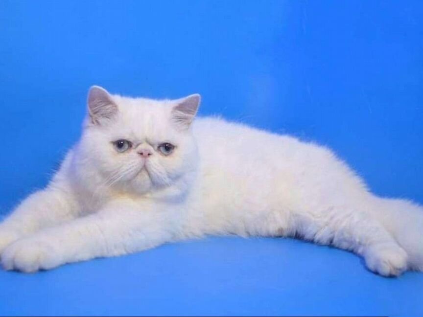 Экзотический красавчик