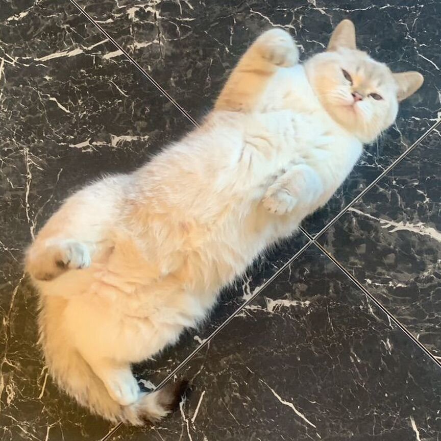 Шотландские