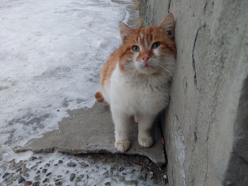 Отдам рыжего котика