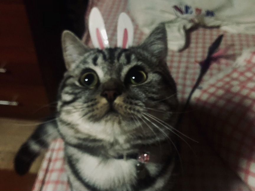 Шотландский кот вязка
