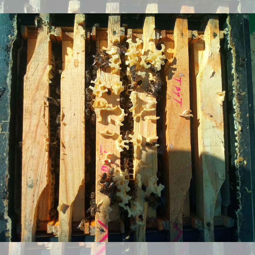 Пчелиные матки зимовалые