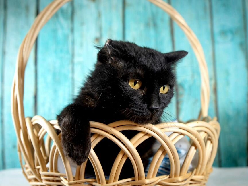 Кошечка бежала за прохожими, но ее не замечали