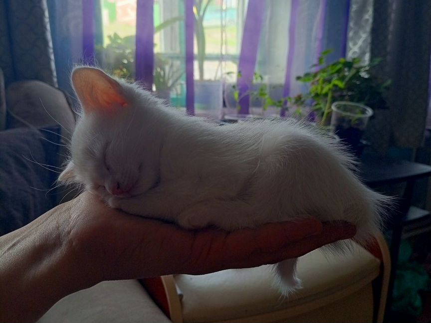 Кошка, в добрые руки, полтора месяца, кушает сама