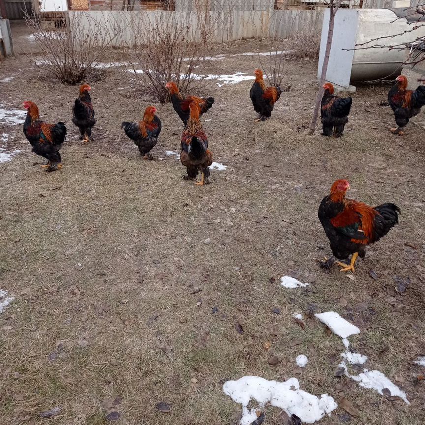 Молодые петушки брама