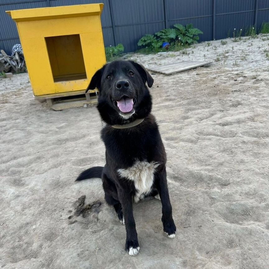 Крупная собака, отличный пес в поисках дома