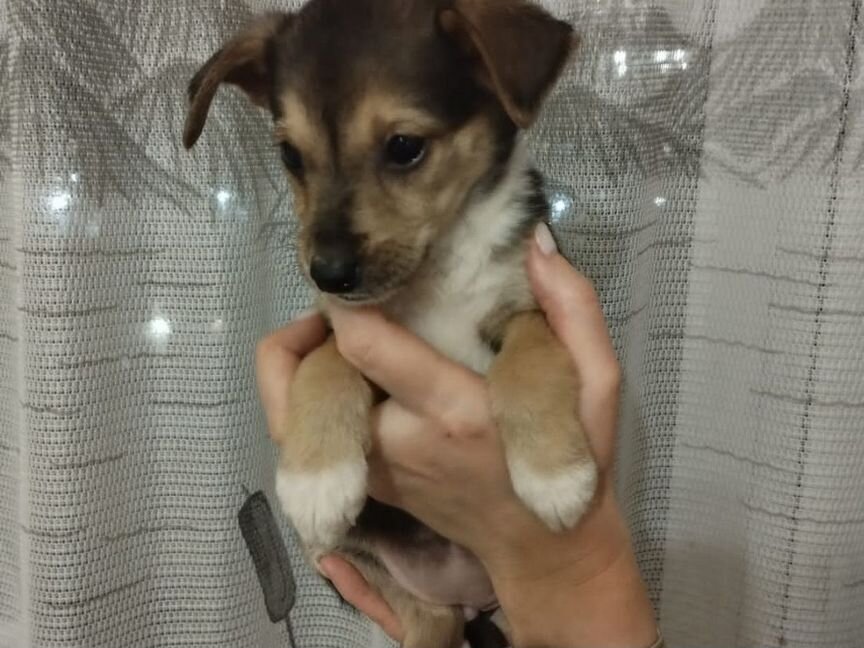 Щенок девочка мелкая 2 месяца с доставкой