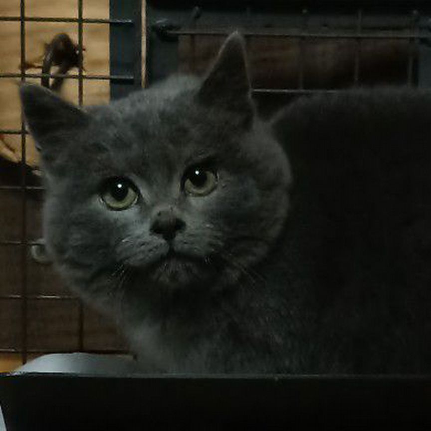 Котенок девочка