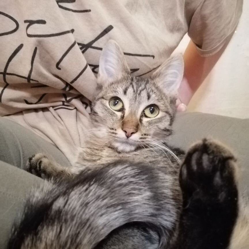 Котик "Крош" в дар
