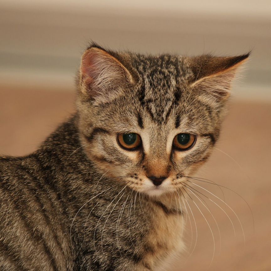 Котенок дворянских кровей