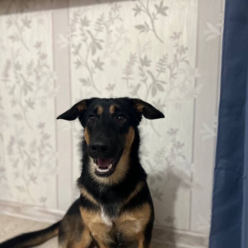 Отдам собаку в добрые руки