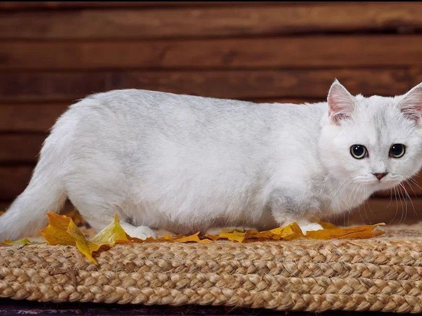 Манч, носитель золота