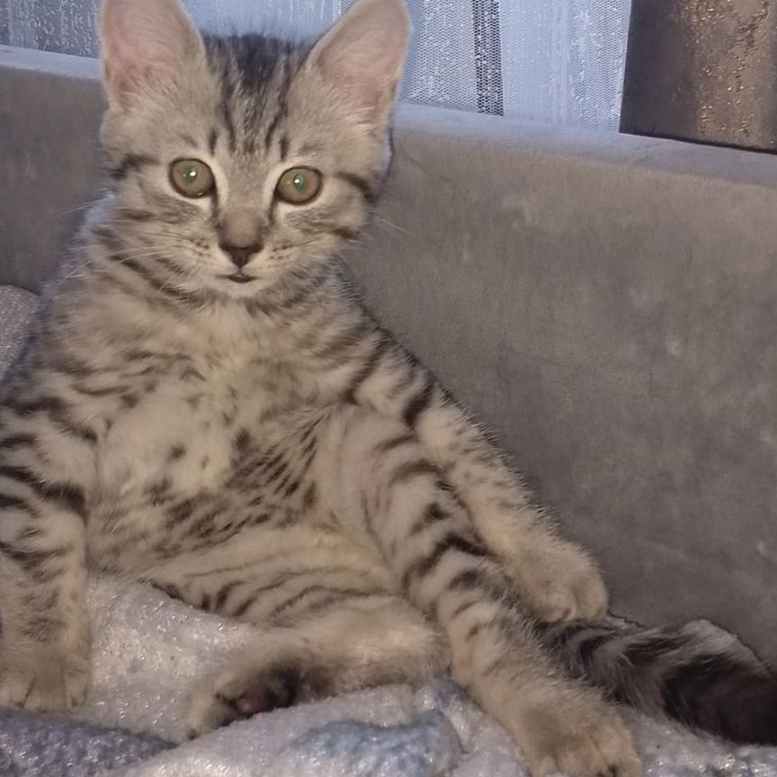 Шотландский вислоухий короткошёрстный котёнок