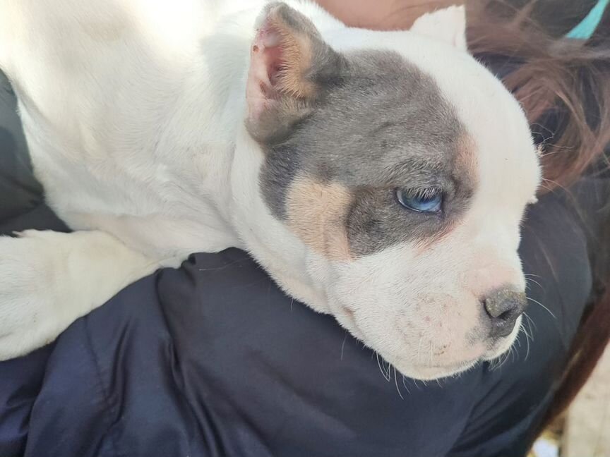 Голубоглазая дама, Американский булли