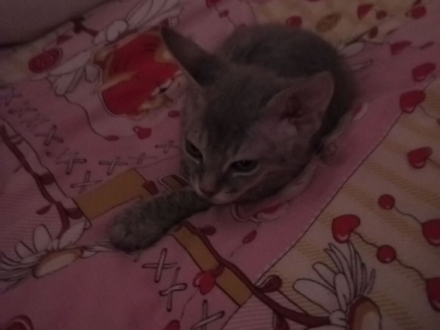 Продаю мальчика Девон-рекс, котику 2 месяца