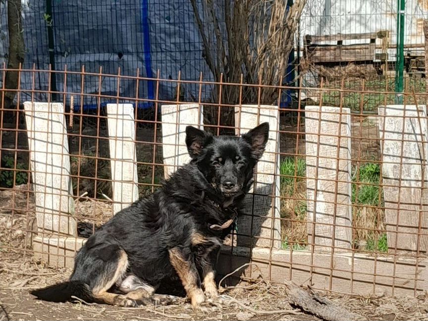 Маленькая собака ищет дом/передержку