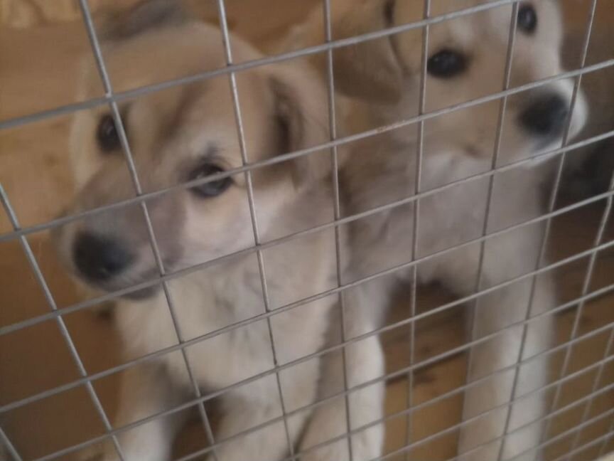 Разбирайте малышей Будут небольшими