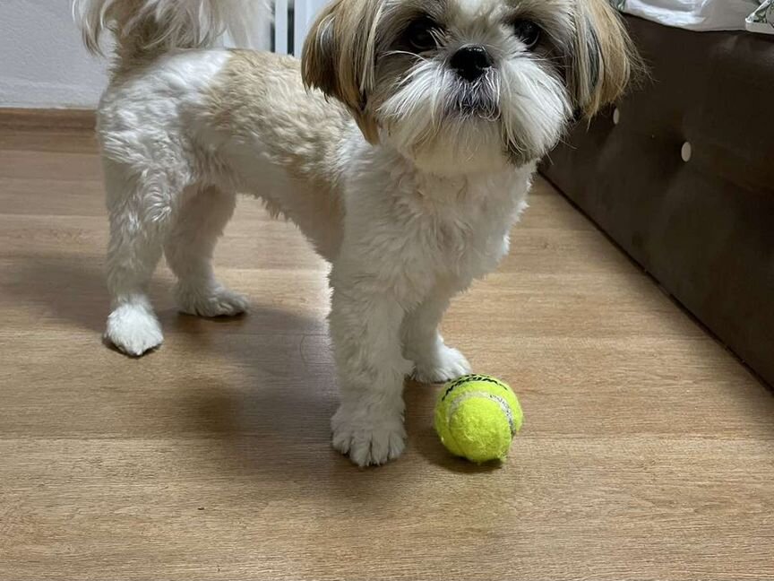 Собака шицу