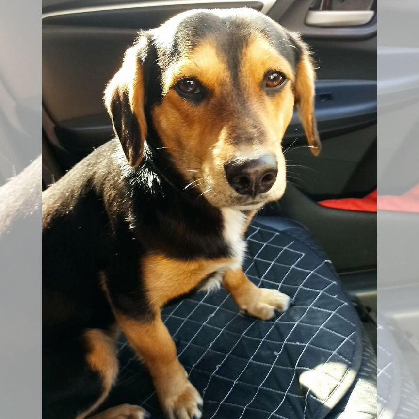 Щенок в добрые руки