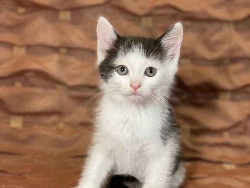 Котенок -кошечка