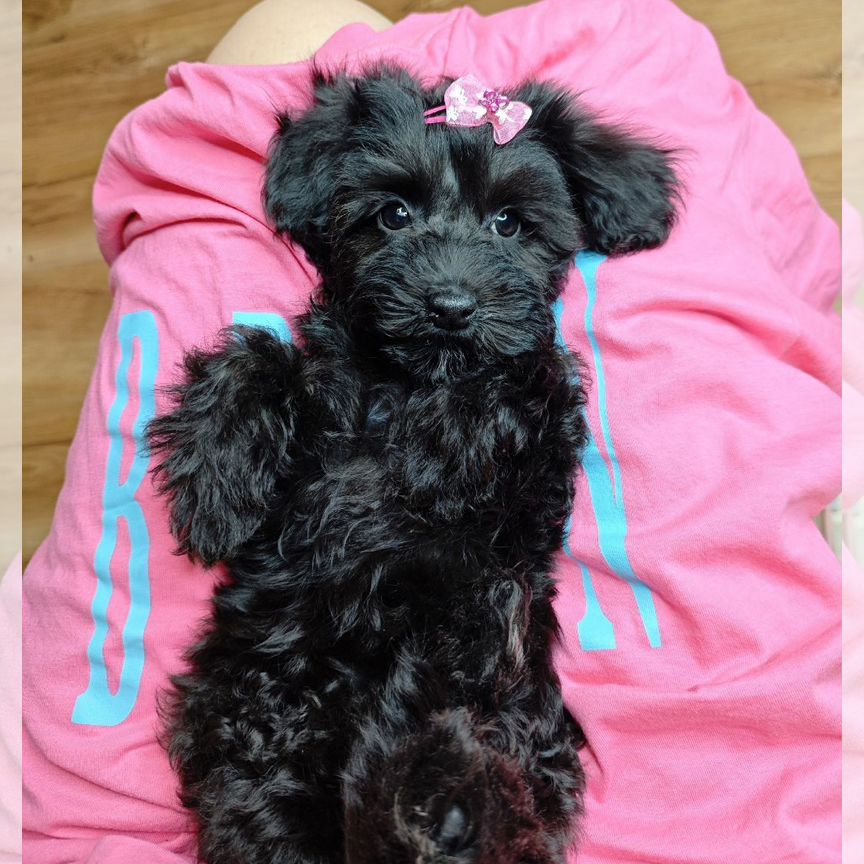 Мальтипу, щенок