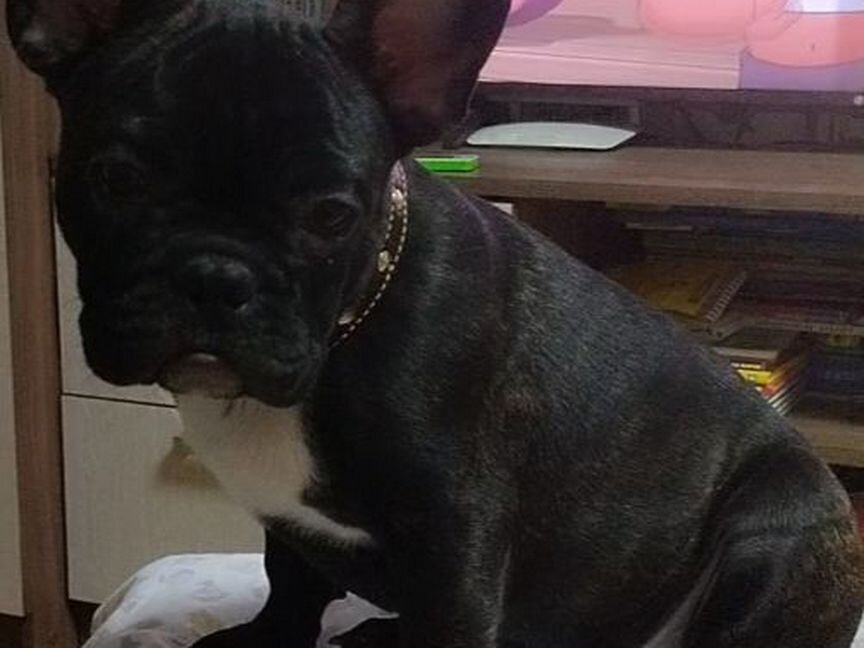 Французский бульдог