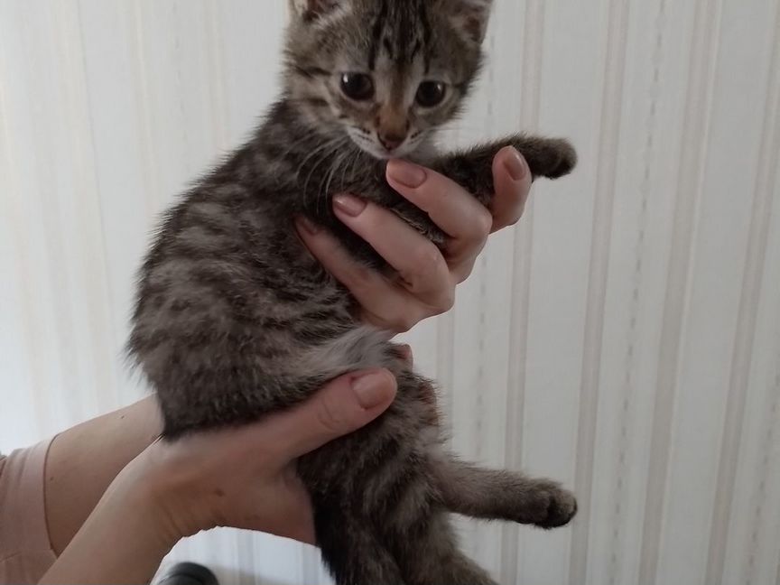 Котята в добрые руки бесплатно