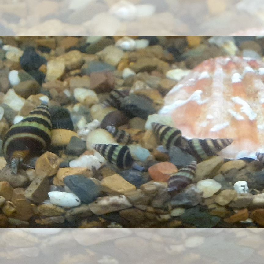 Улитка хелена