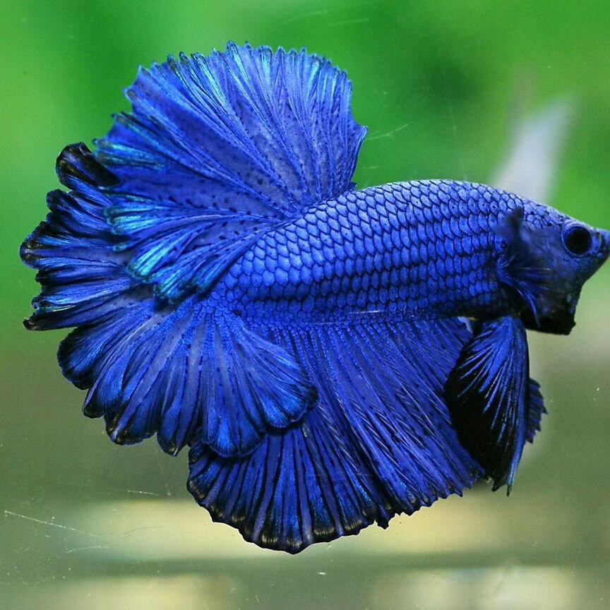Рыбка петушок синий