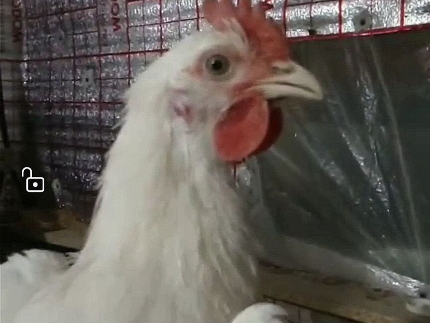 Молодые петухи