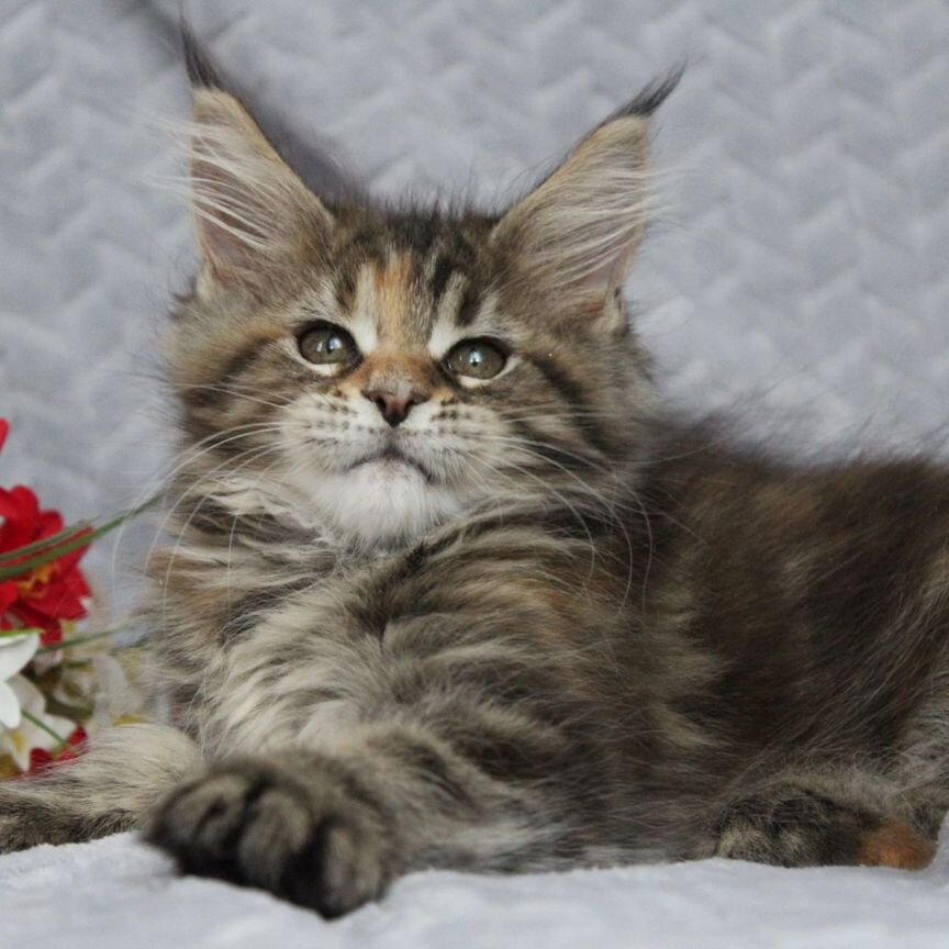 Мейн-кун девочки