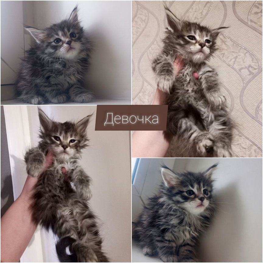 Мейн-кун котёнок