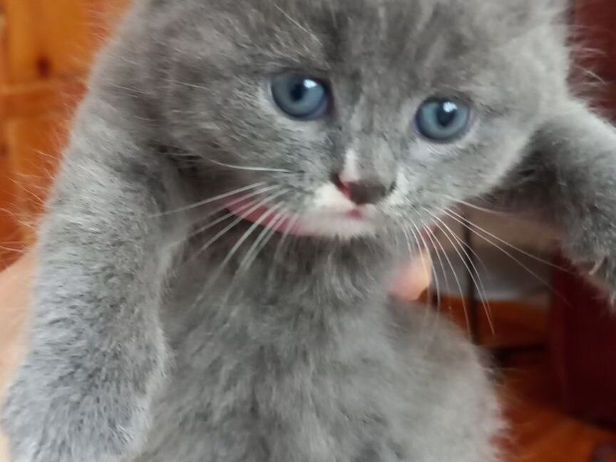 Кот. помесь простой с британцем