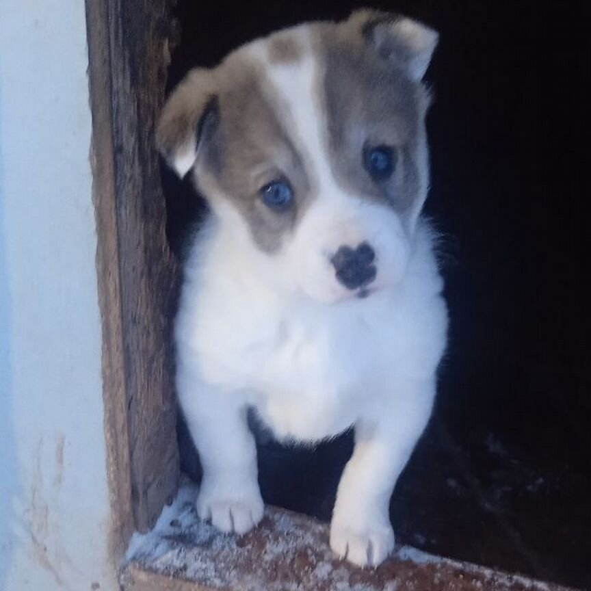 Западносибирская лайка, щенок