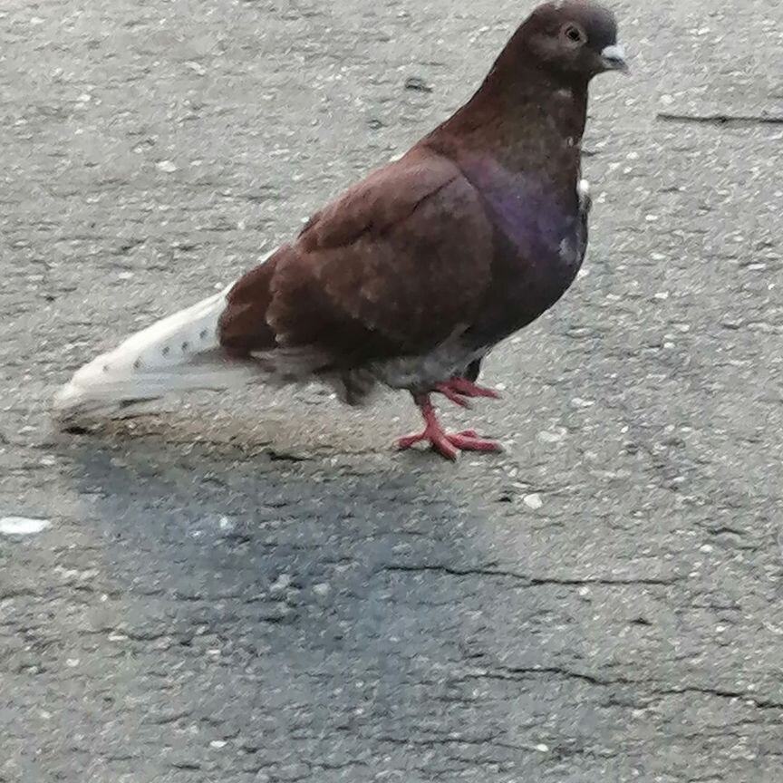 Ждёт хозяина