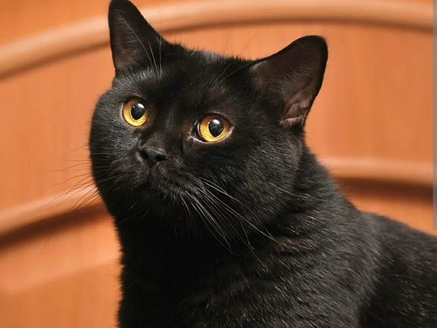 Черная кошка