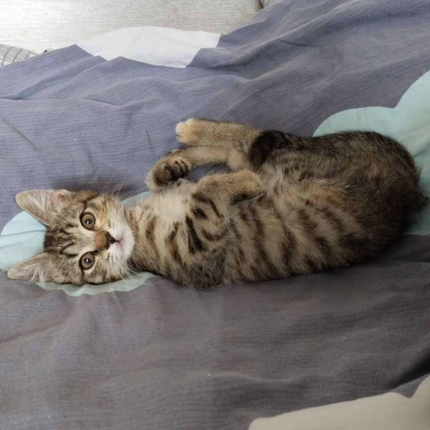 Котенок девочка в добрые руки