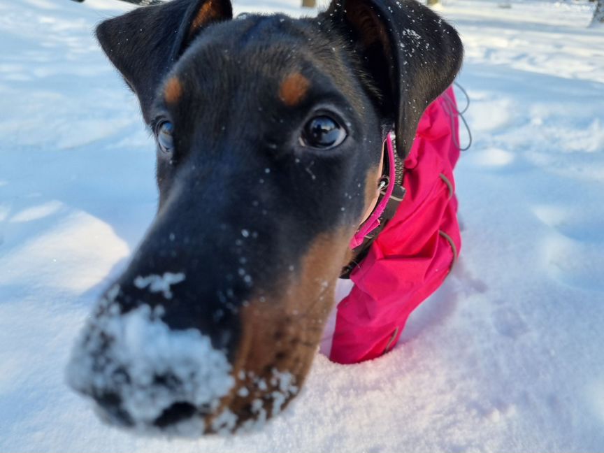 Щенки добермана бесплатно