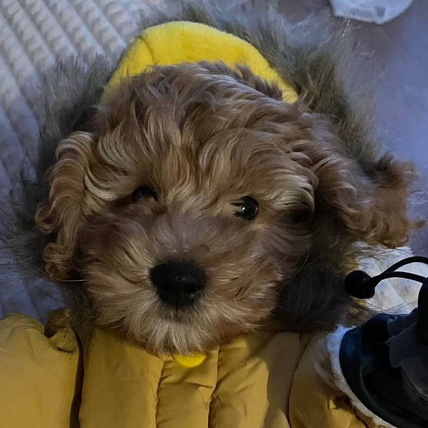 Зимний комбинезон для собак мелких пород