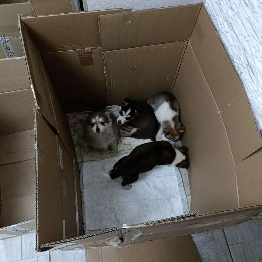 Щенок в добрые руки