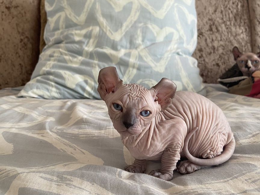 Канадский сфинкс эльф