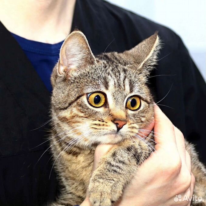 Кошечку подкинули в ветклинику