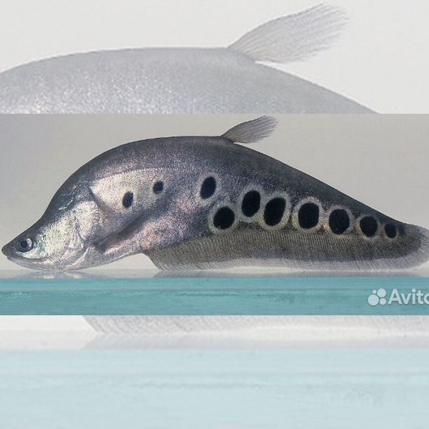 Полиптерусы, индийский нож