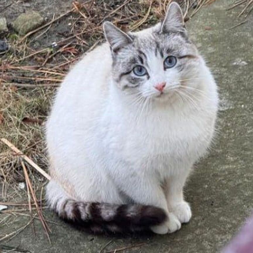 Кот отстал от поезда