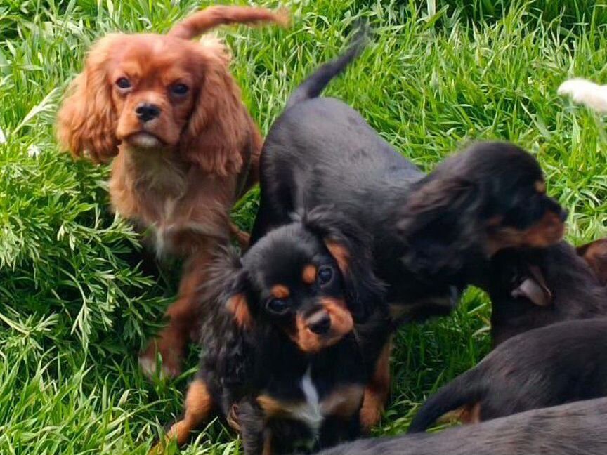 Черно подпалые и рубиновые малыши