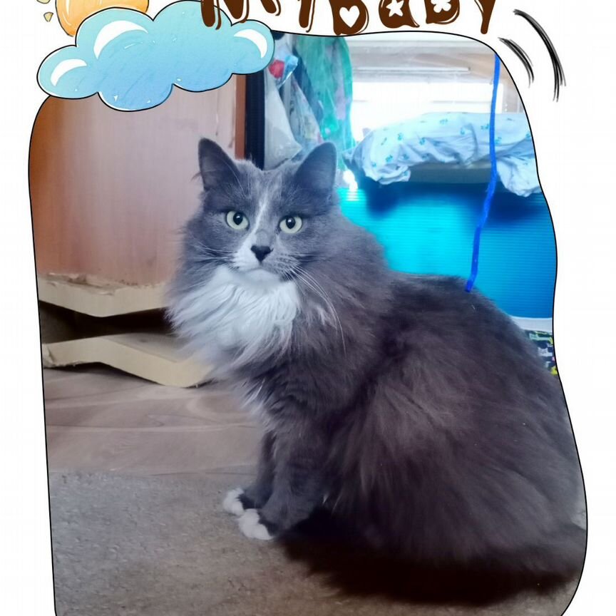 Котята в добрые руки бесплатно